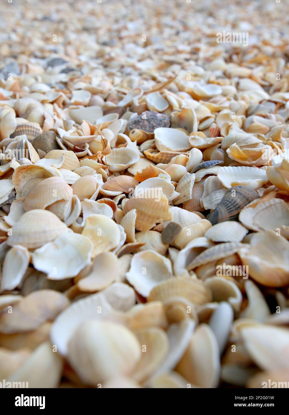 Marine herbarium hi-res stock photography and images - Alamy