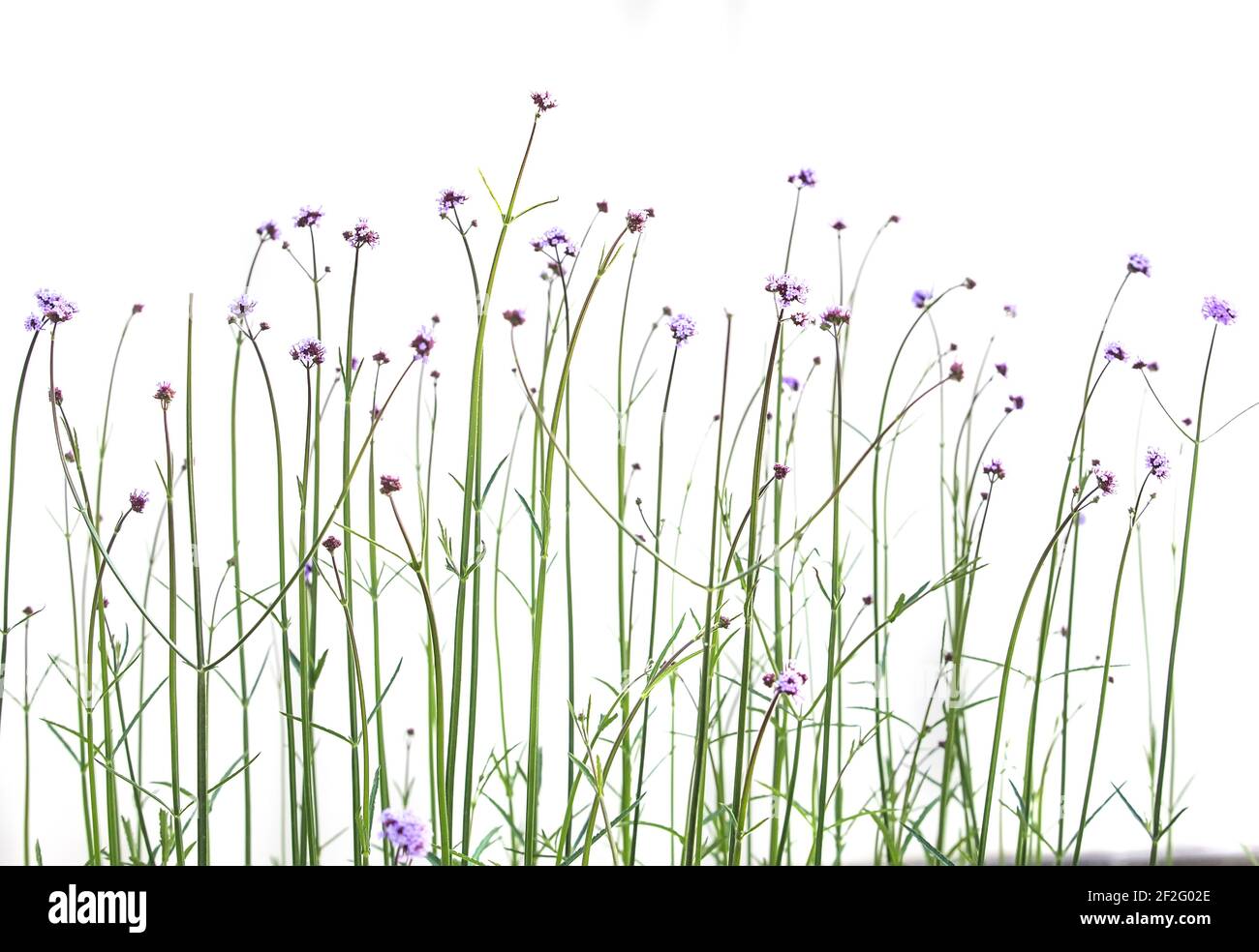 Thin Stems High Resolution Stock Photography and Images - Alamy