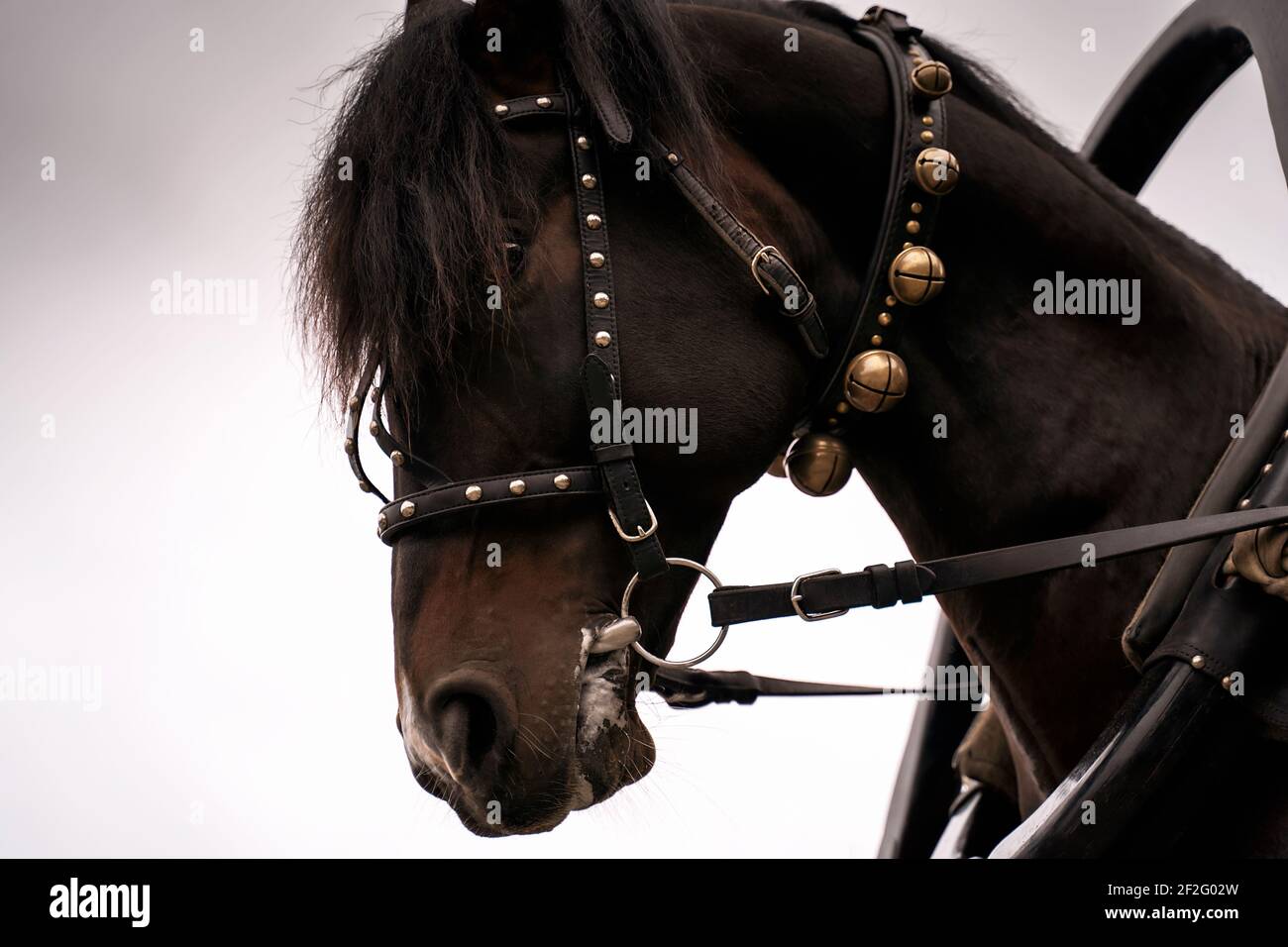 Chestnut horse head hi-res stock photography and images - Alamy