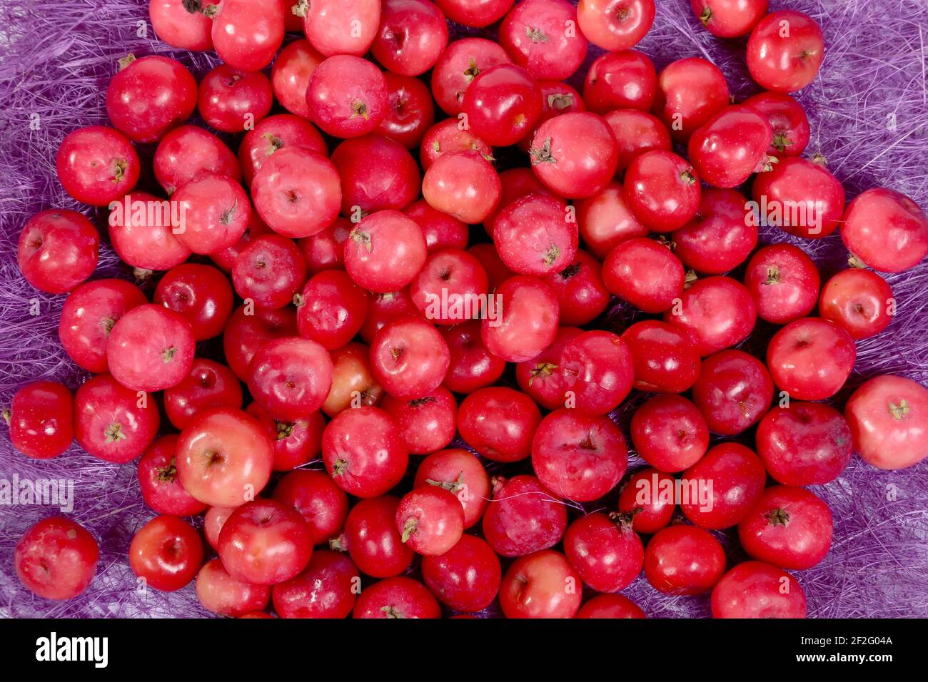 Still-life with fresh small red apples Stock Photo - Alamy