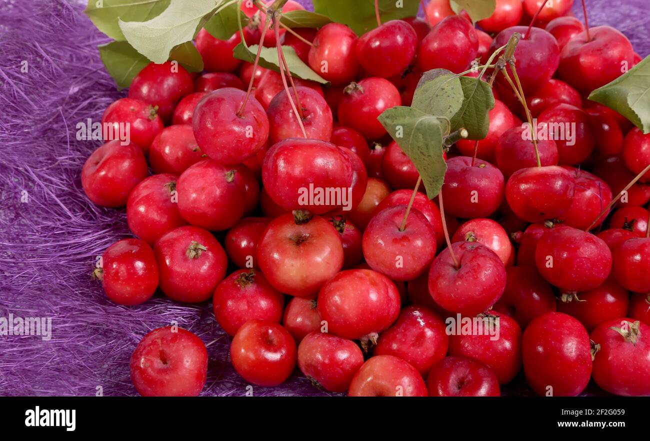 Still-life with fresh small red apples Stock Photo - Alamy