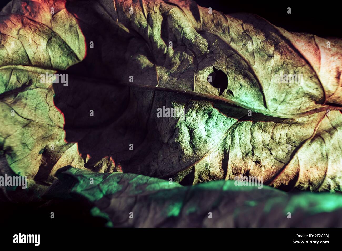 Beautiful abstract leaf in neon light. Minimalism modern style concept ...