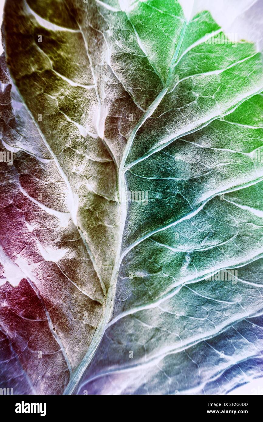 Beautiful abstraction leaf texture neon light. Minimalism retro style ...