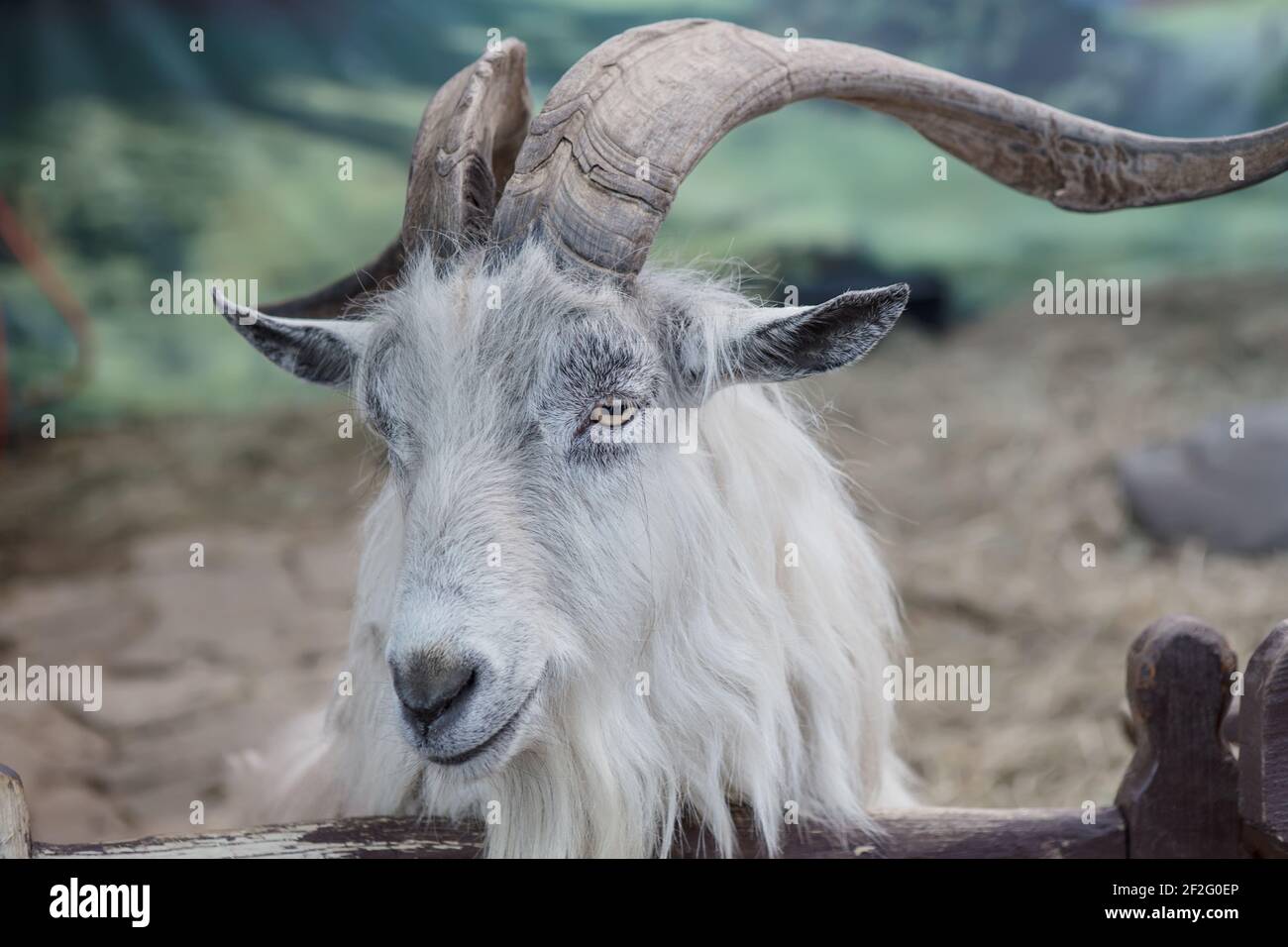 goat with large curved horns head close-up Stock Photo - Alamy