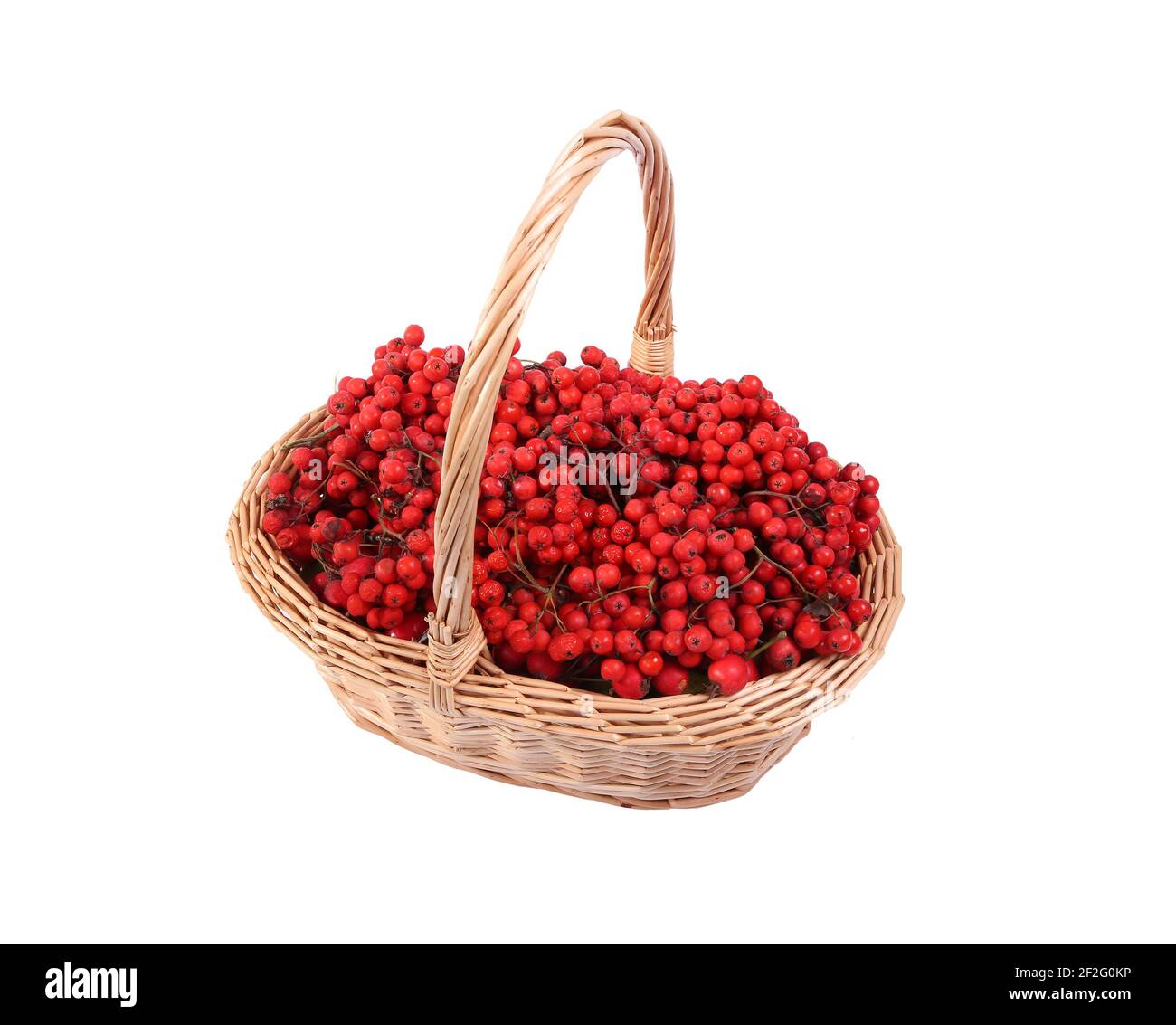 red rowan berries , isolated on white background Stock Photo - Alamy