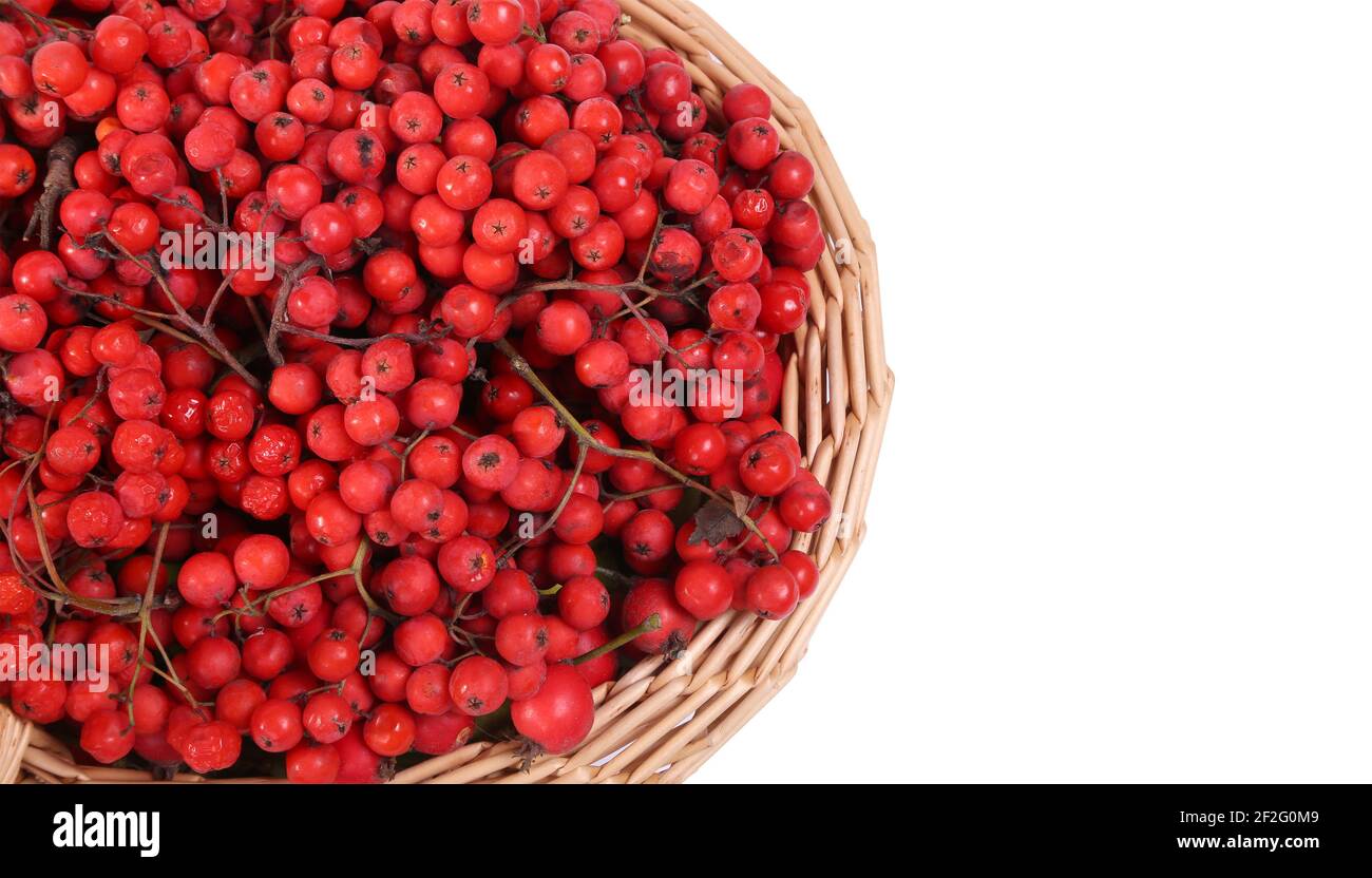 red rowan berries , isolated on white background Stock Photo - Alamy