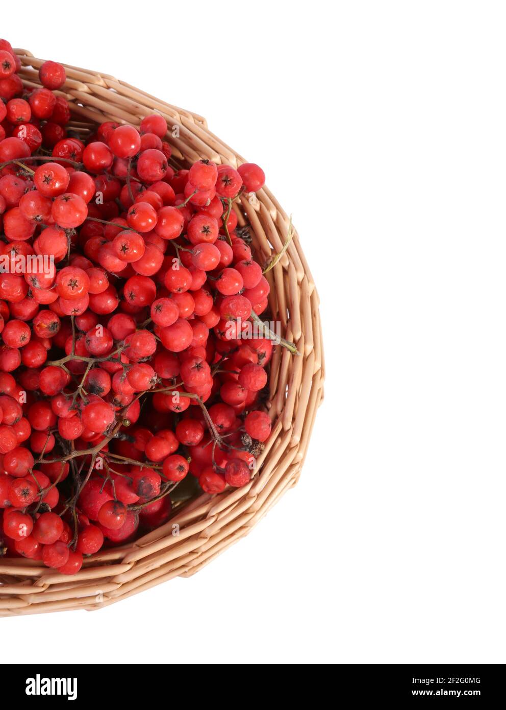 red rowan berries , isolated on white background Stock Photo - Alamy