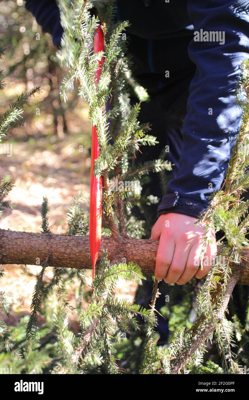 Man at the Christmas tree, cut, tree is cut to the correct length Stock ...
