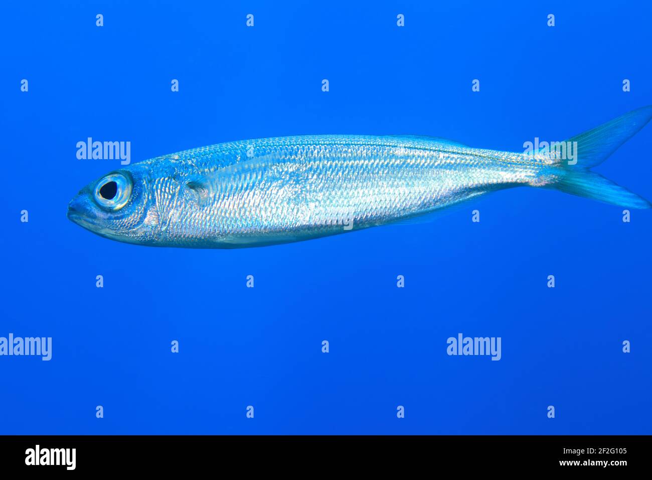 Sardinella maderensis hi-res stock photography and images - Alamy