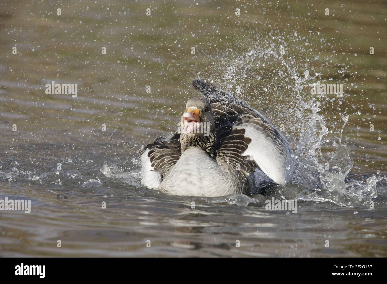 Bathing goose hi-res stock photography and images - Alamy