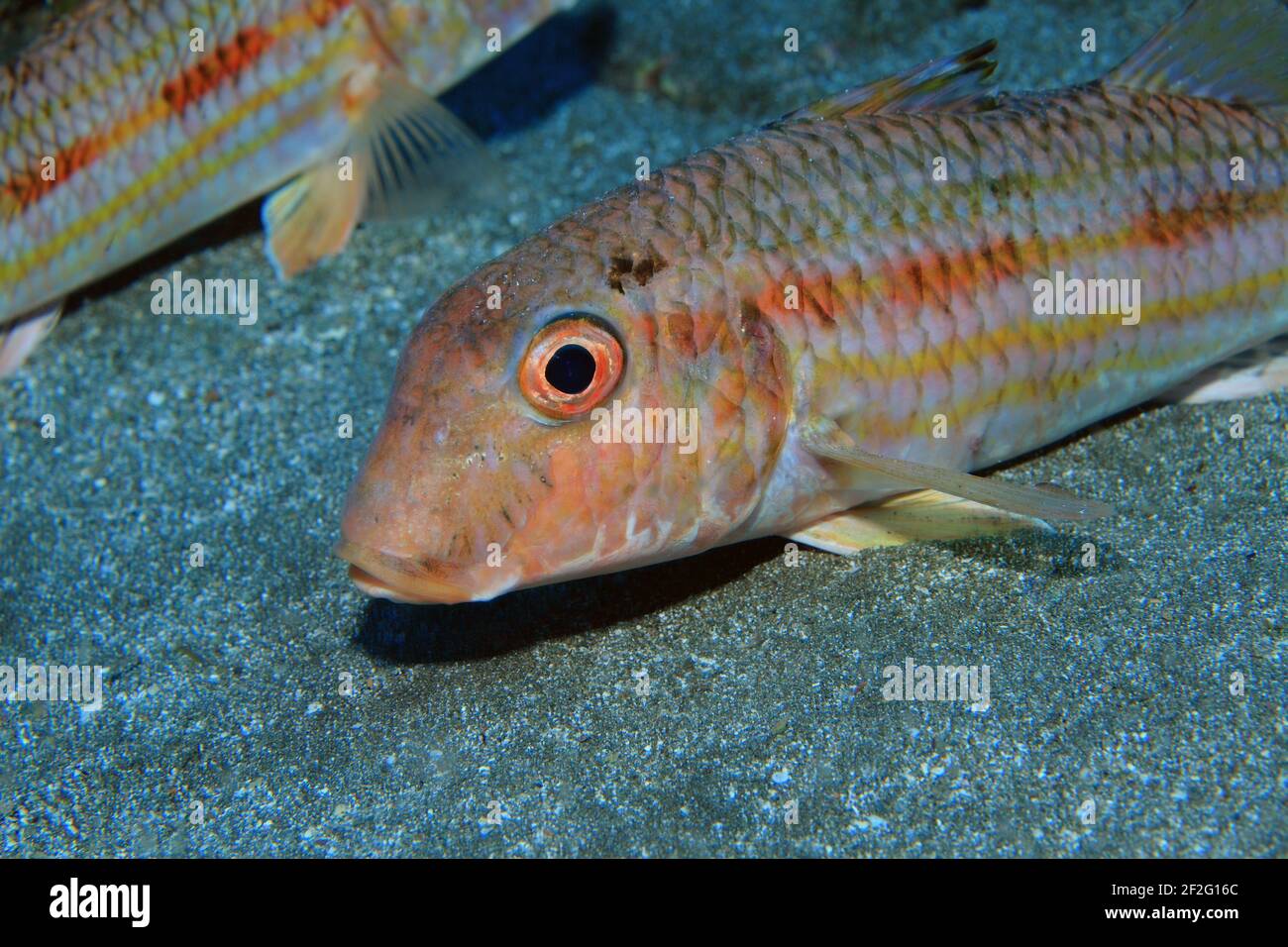Streifen meerbarbe hi-res stock photography and images - Alamy
