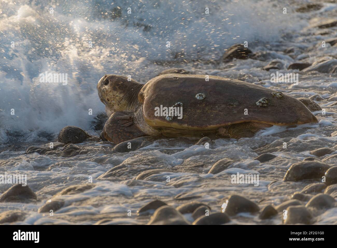 Fish laying eggs hi-res stock photography and images - Alamy