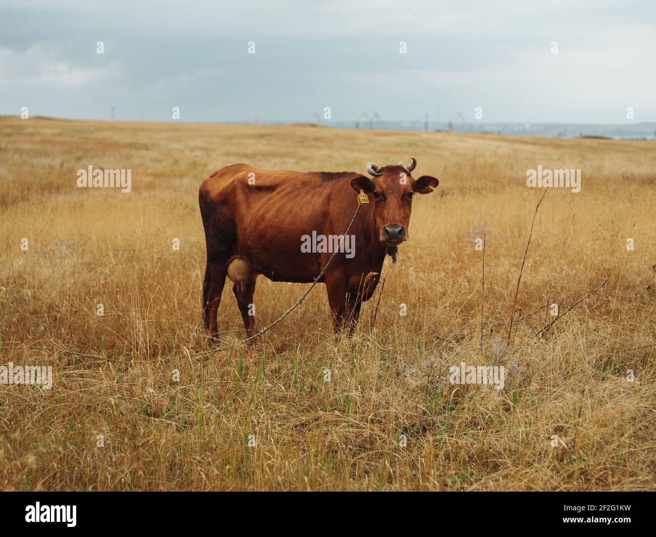 Pet cow calf grazes grass hi-res stock photography and images - Alamy