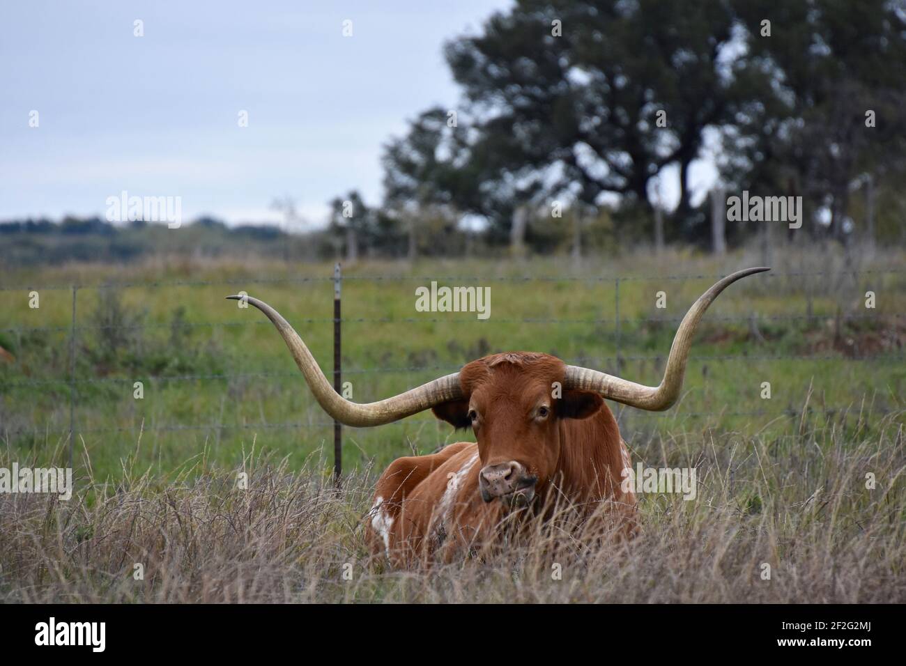 Longhorn Cattle, Texas, USA Stock Photo - Alamy