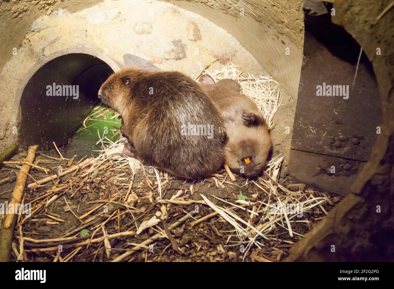 Beaver building in Bleckede Castle Stock Photo - Alamy