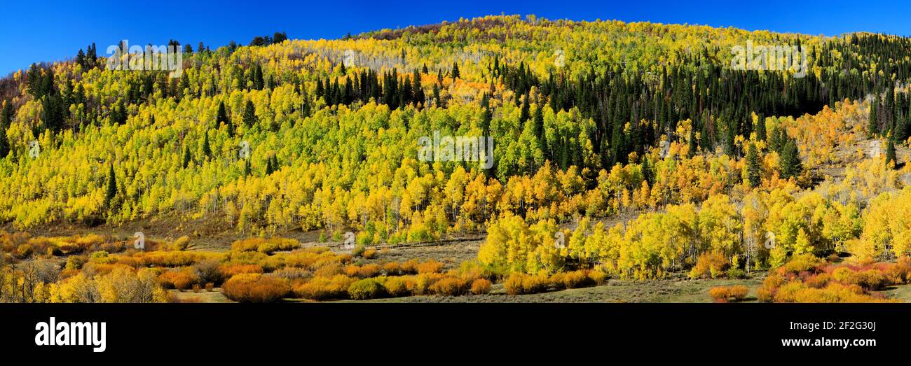 geography / travel, USA, Utah, Fall colours in the forests along Bear ...