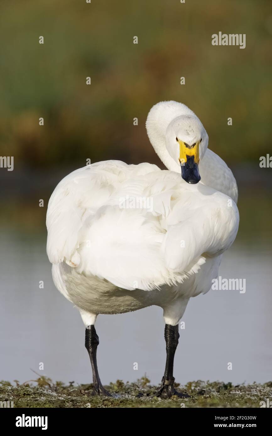 Bewick's Swan - PreeningOlor columbianus bewickii WWT Slimbridge ...