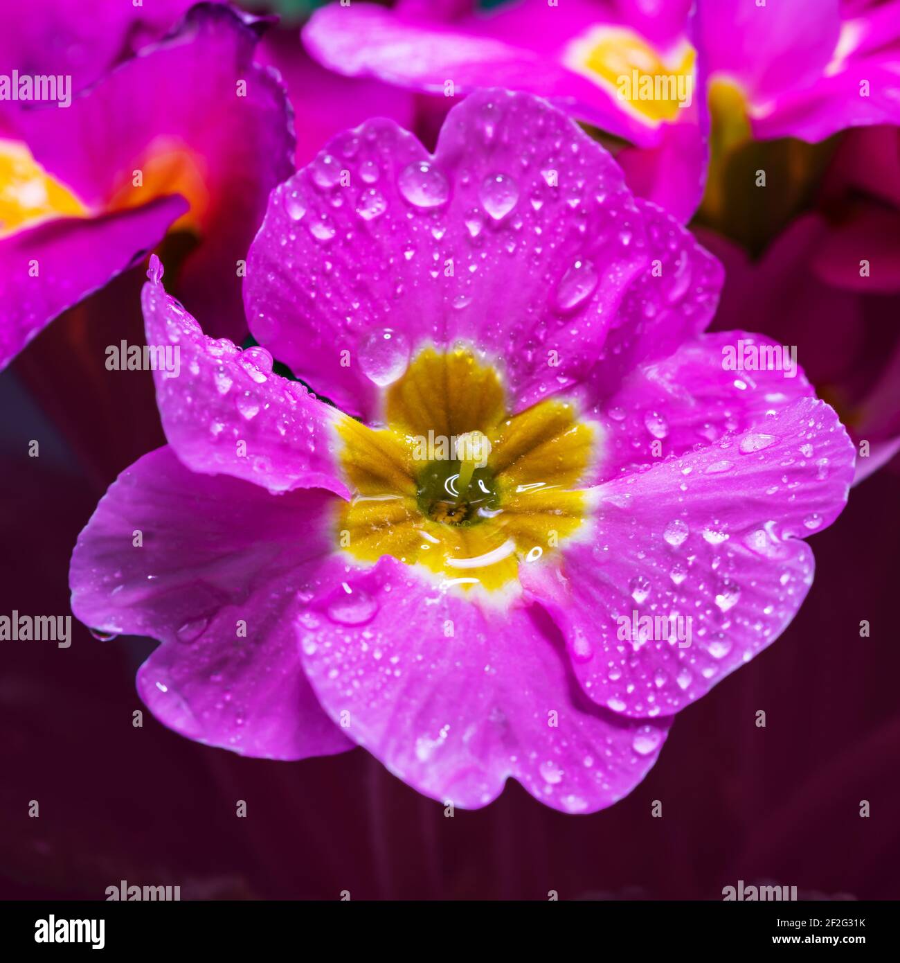 Primrose gift hi-res stock photography and images - Alamy