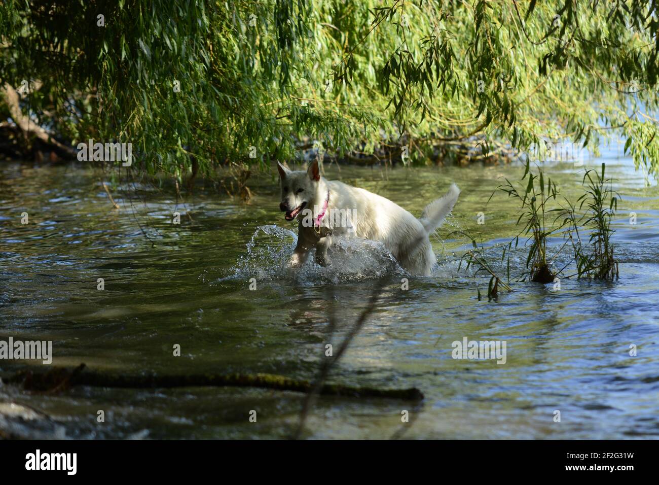 White husky mix in nature Stock Photo - Alamy