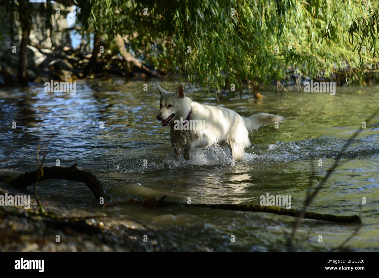 White husky mix in nature Stock Photo - Alamy