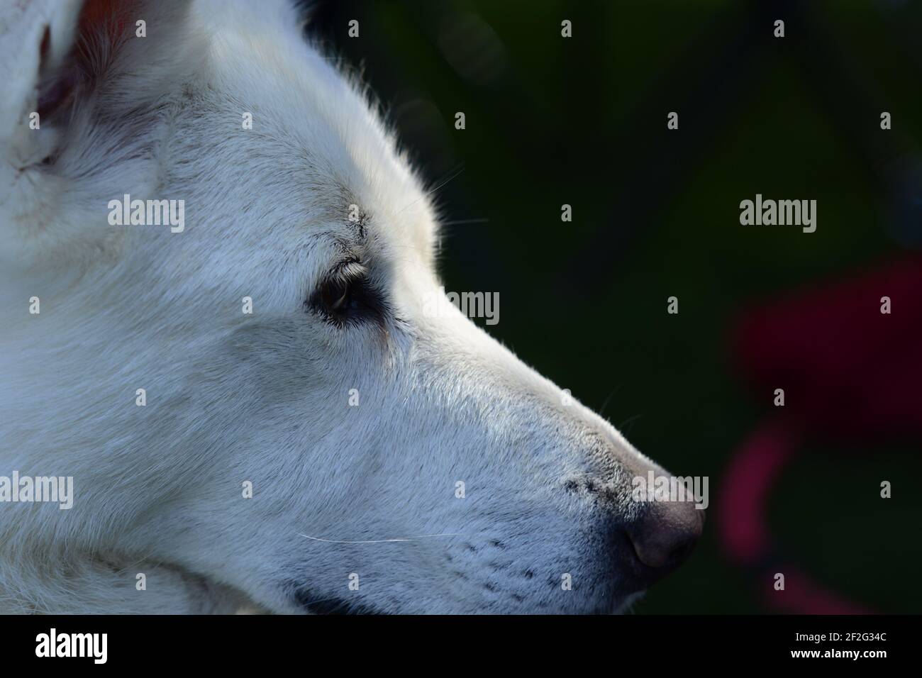 White husky mix in nature Stock Photo - Alamy