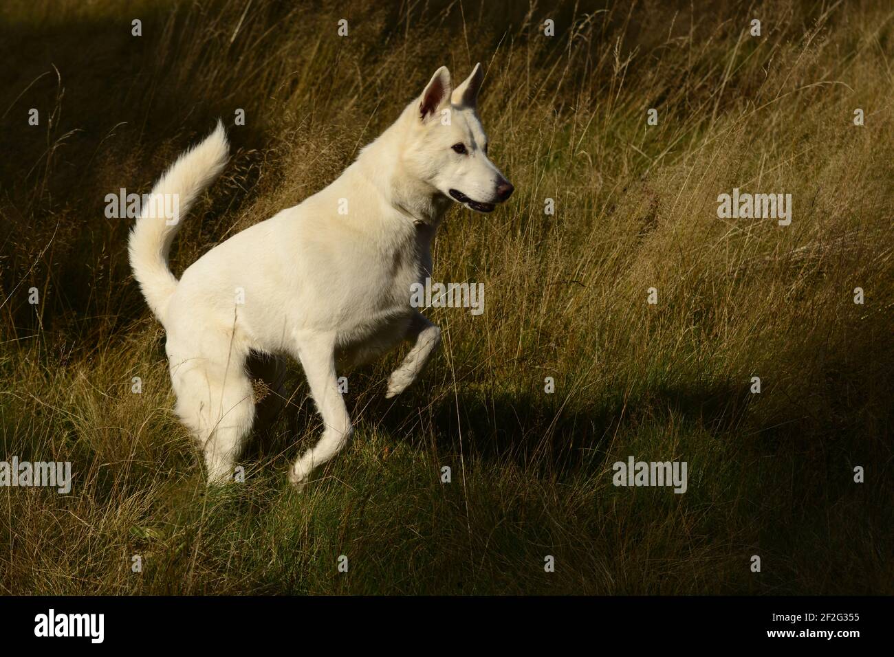 White husky mix in nature Stock Photo - Alamy