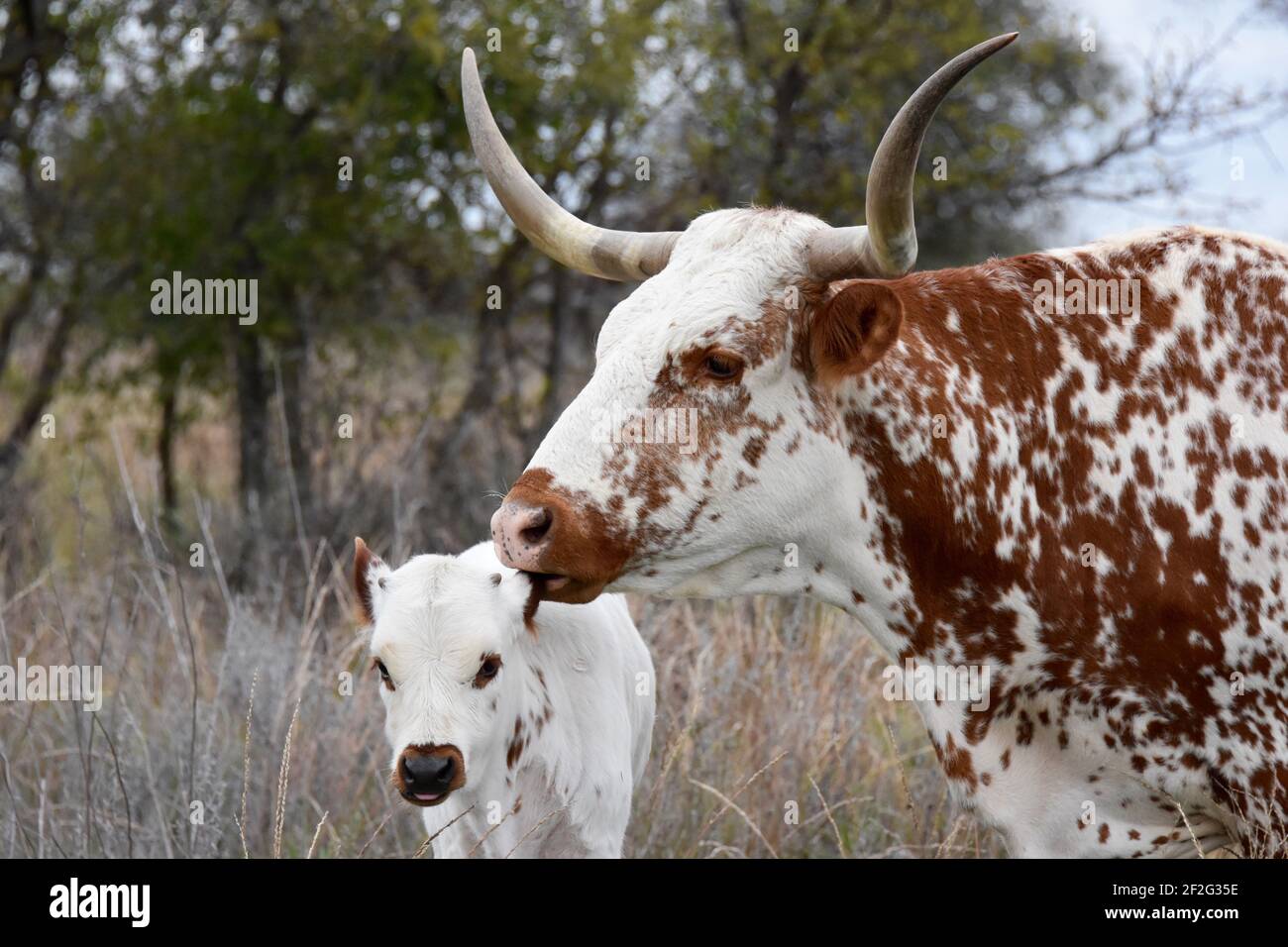 Roan Cow High Resolution Stock Photography and Images - Alamy