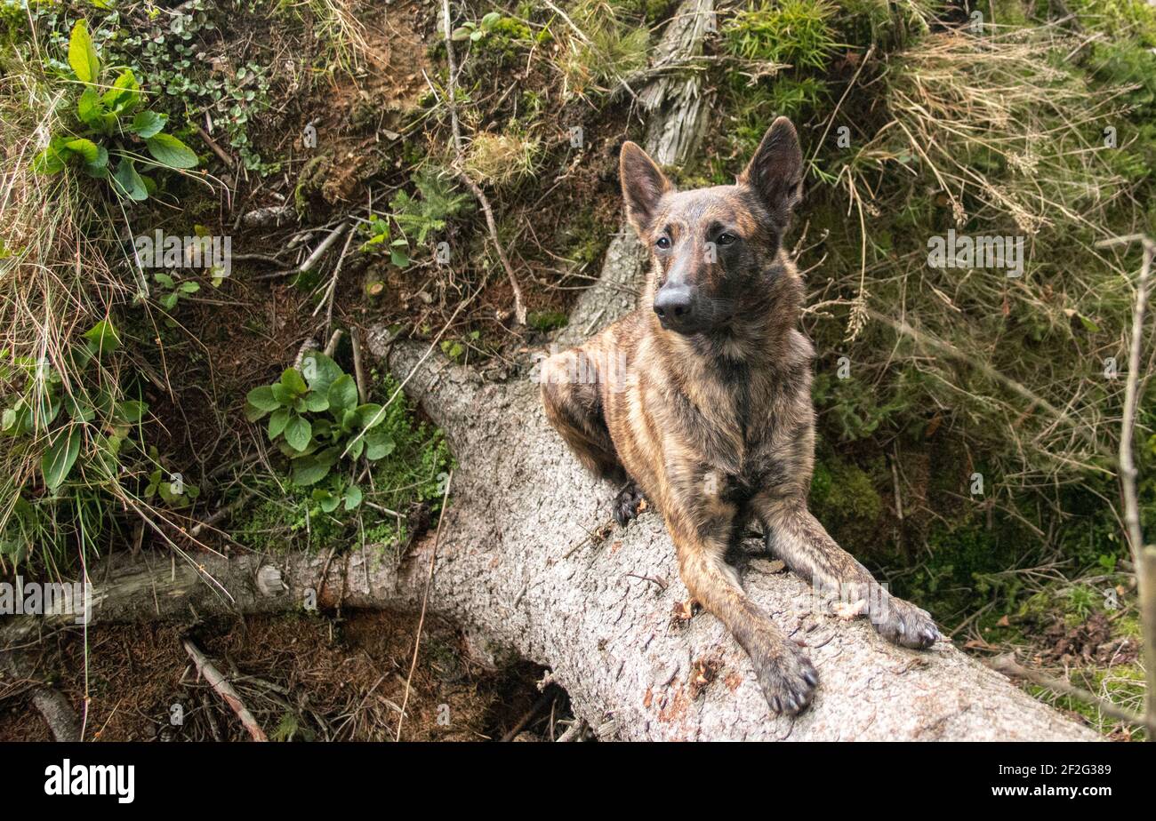 Dutch Shepherd resting on a tree stump Stock Photo - Alamy