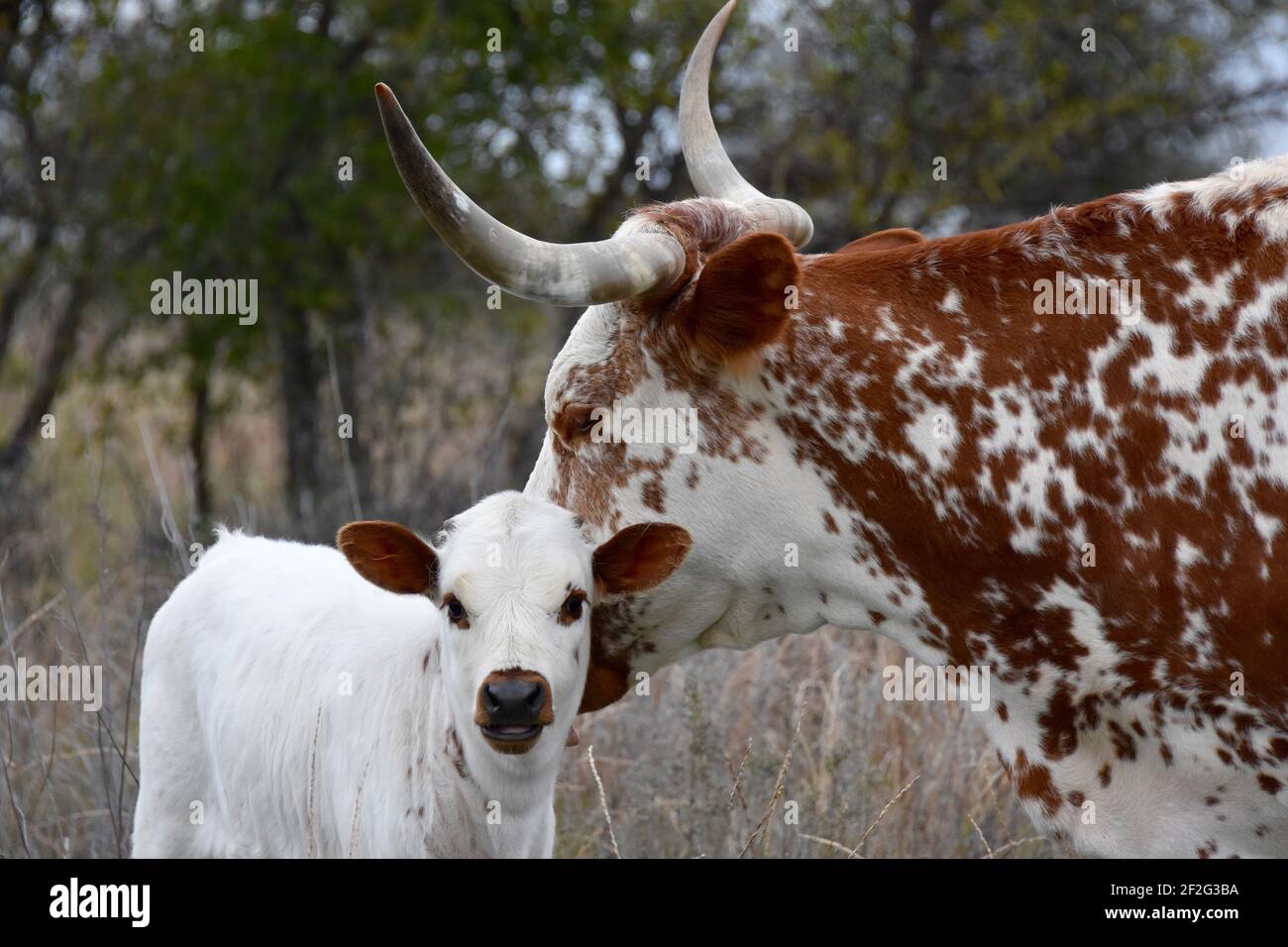 Longhorn Cattle, Texas, USA Stock Photo - Alamy