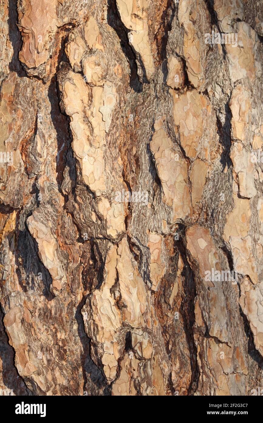 Pine trunk, bark, close-up nature, plants, tree, pine, trunk, tree ...