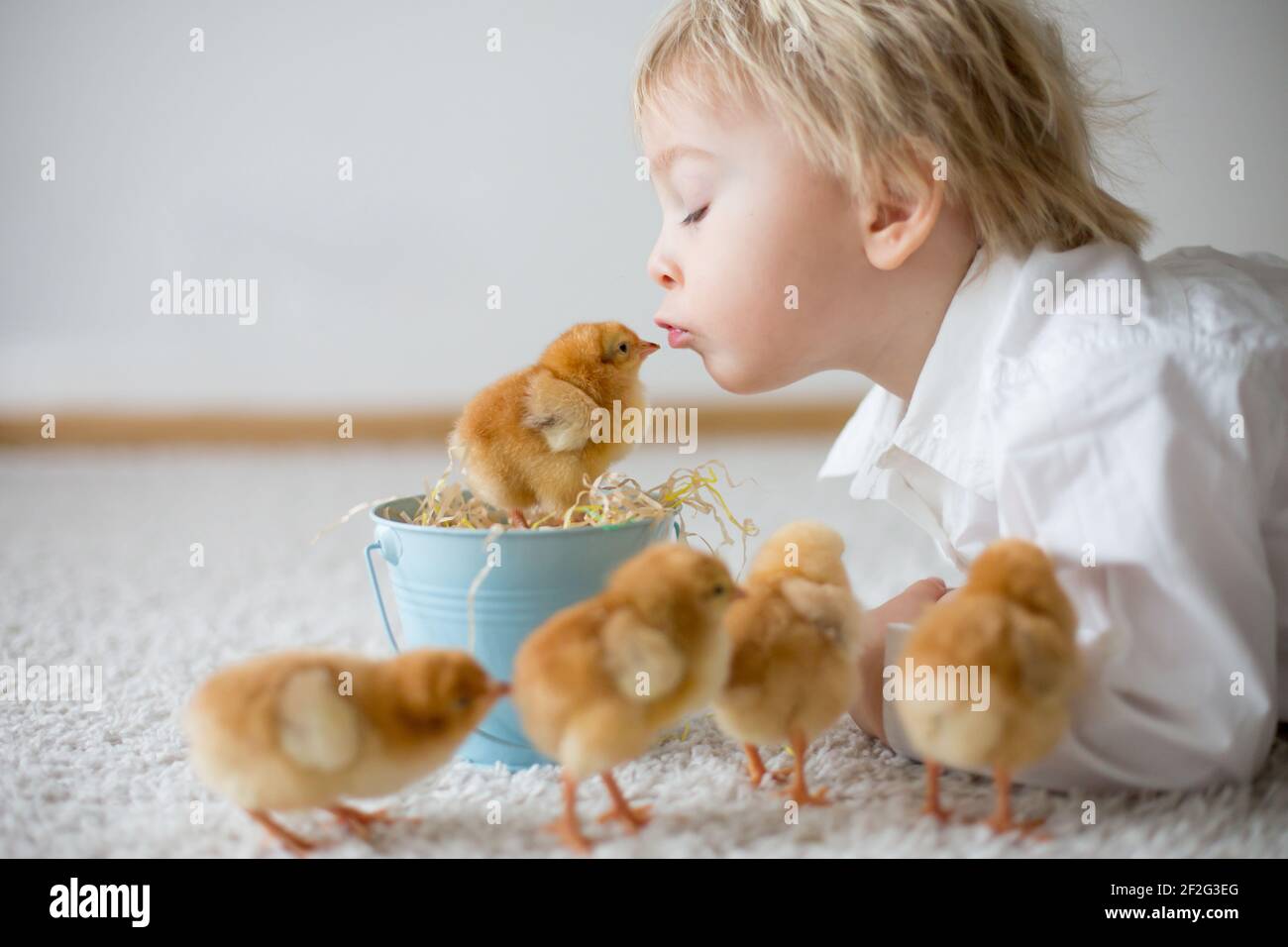 Cute sweet little blond child, toddler boy, playing with little chicks ...