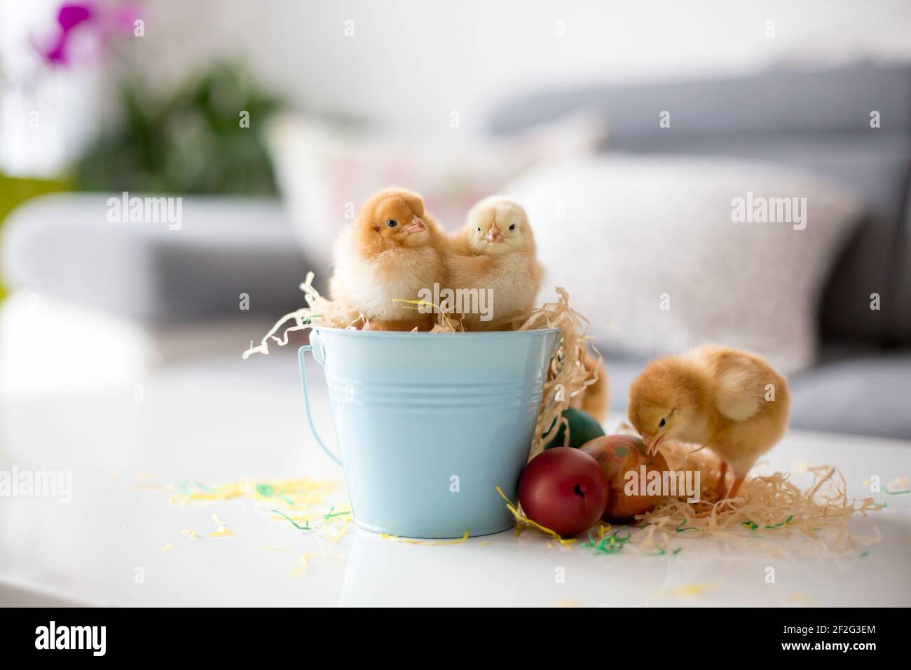 Cute little newborn chicks in a bucket and easter eggs, playing Stock ...