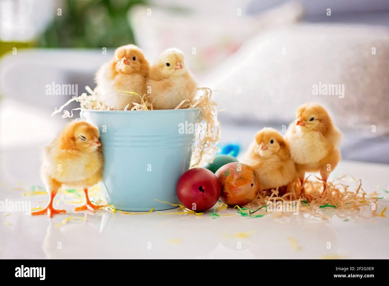 Cute little newborn chicks in a bucket and easter eggs, playing Stock ...