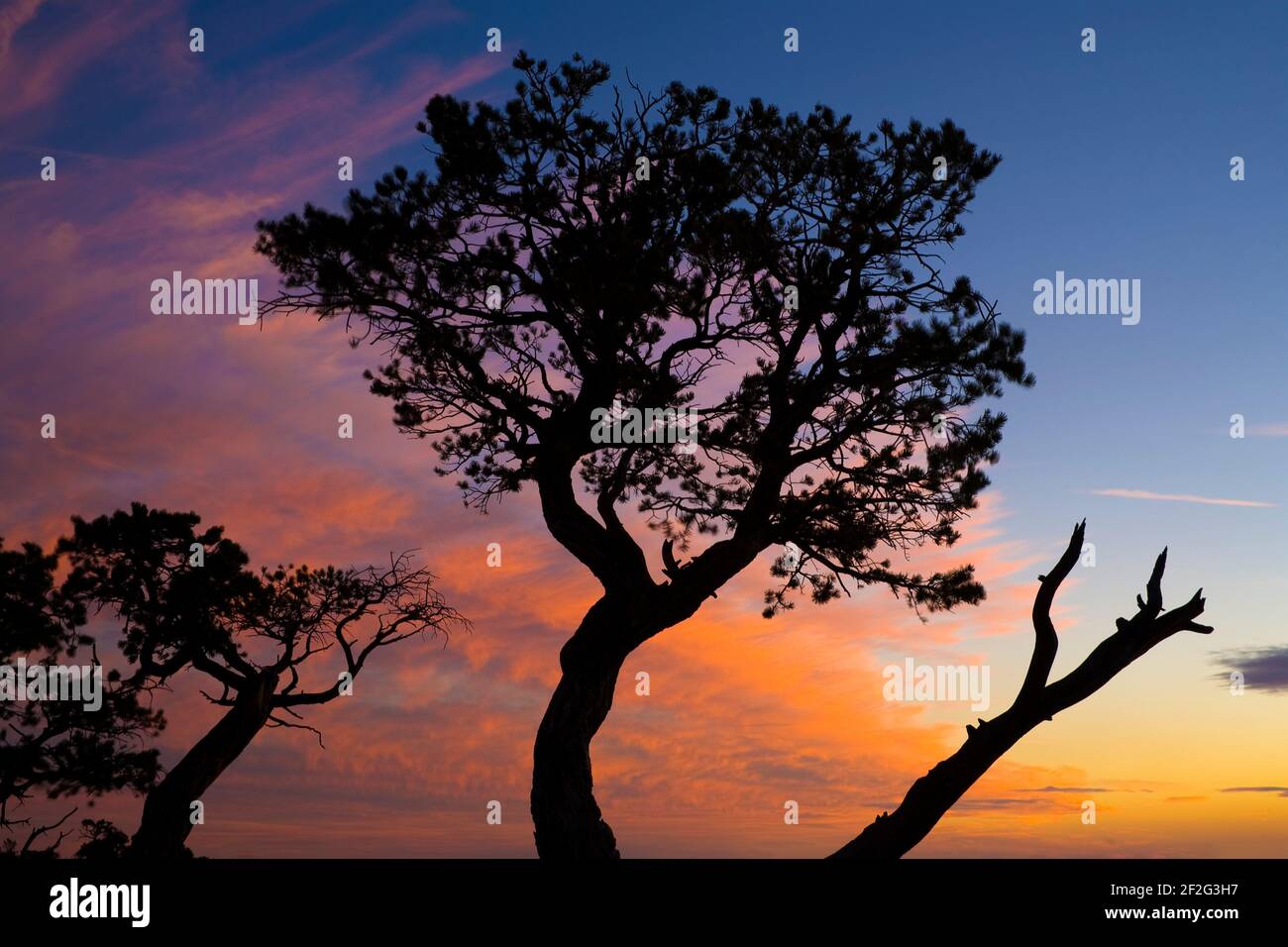 geography / travel, USA, Arizona, Silhouette of a tree with sunset ...
