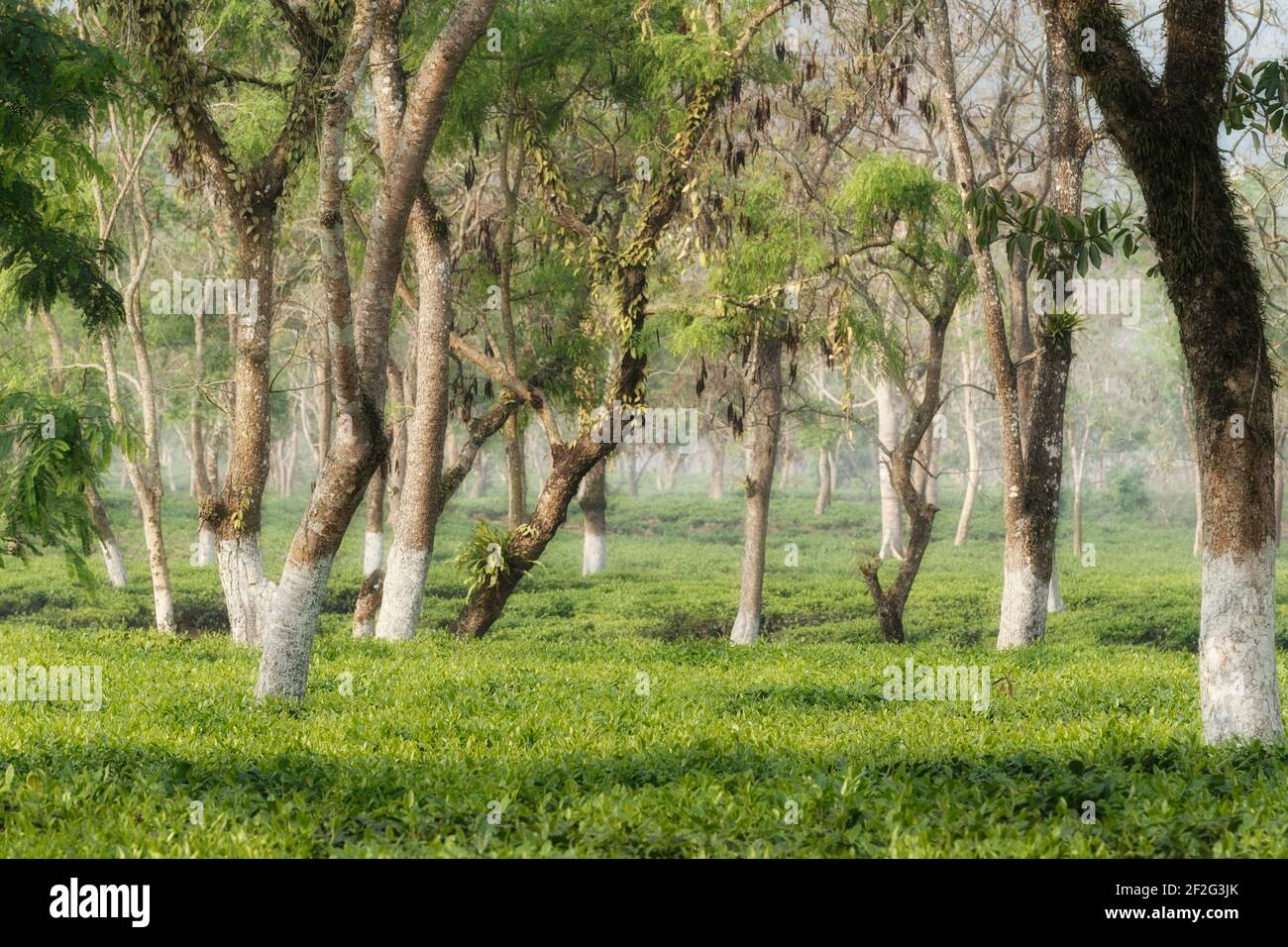 Tea plantation landscape view. Assam, India Stock Photo - Alamy