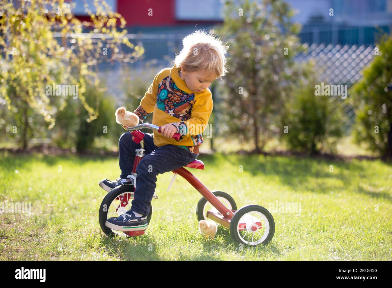 Sweet cute blond child, toddler boy, riding tricycle with little chicks ...