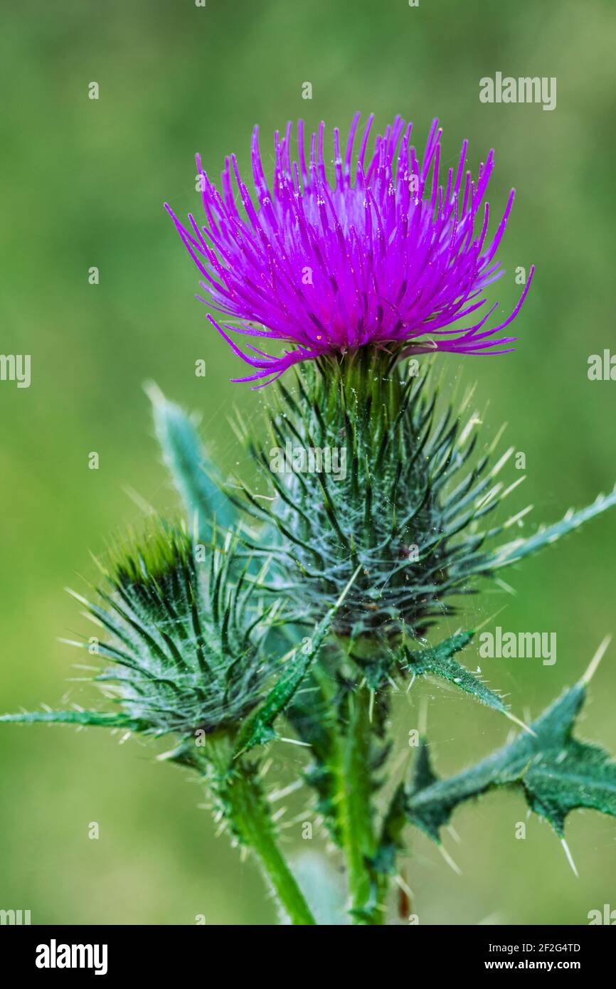 Common thistle, Cirsium valgare Stock Photo - Alamy