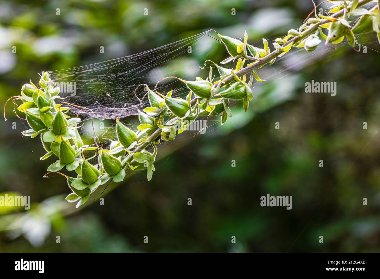 Plant with spider web, close-up Stock Photo - Alamy
