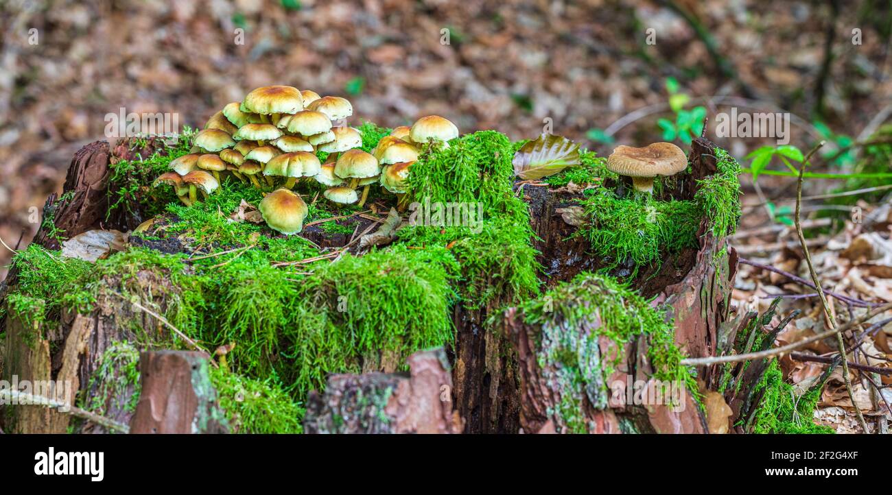 Mushrooms in the forest, natural habitat Stock Photo - Alamy