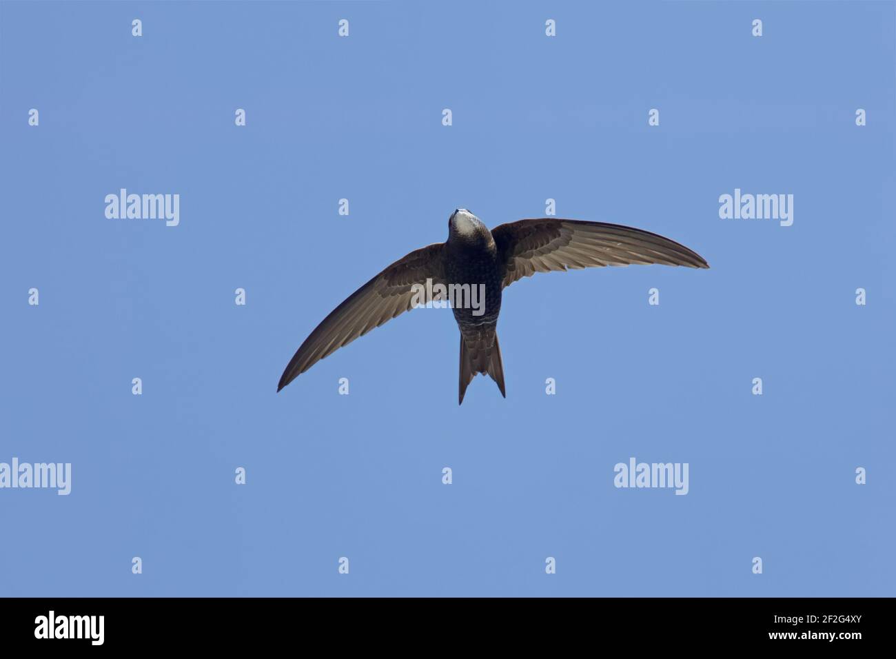 Alpine swift bird spain hi-res stock photography and images - Alamy