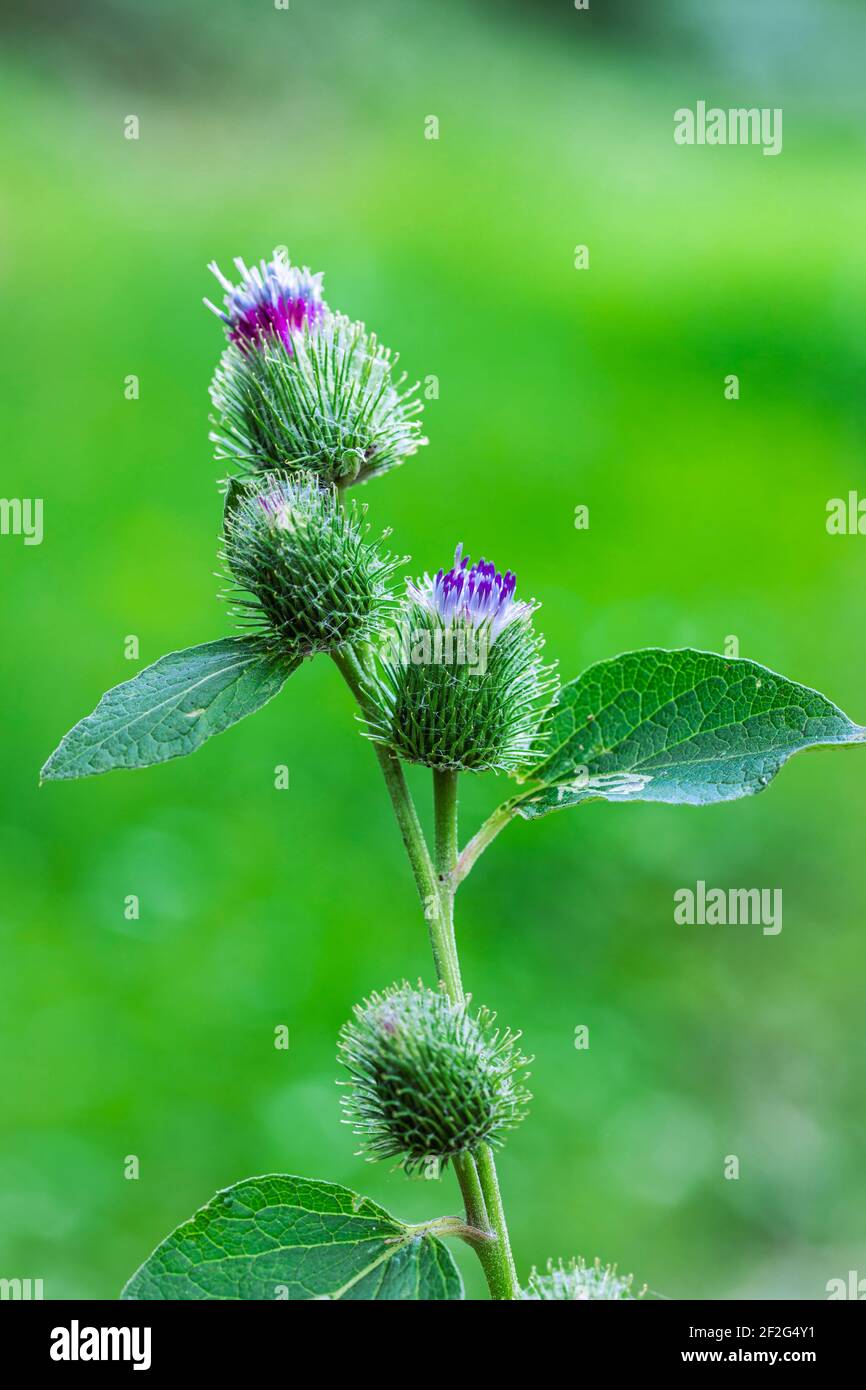 Common thistle, Cirsium valgare Stock Photo - Alamy
