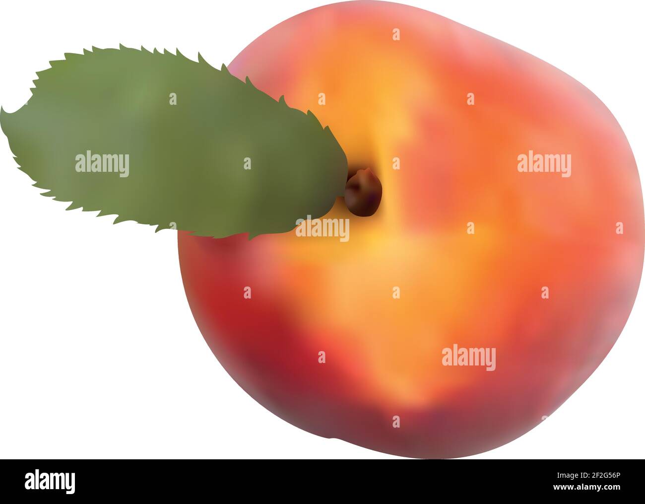 Peach fruit isolated on white background. Peach icon. 3d gradient ...