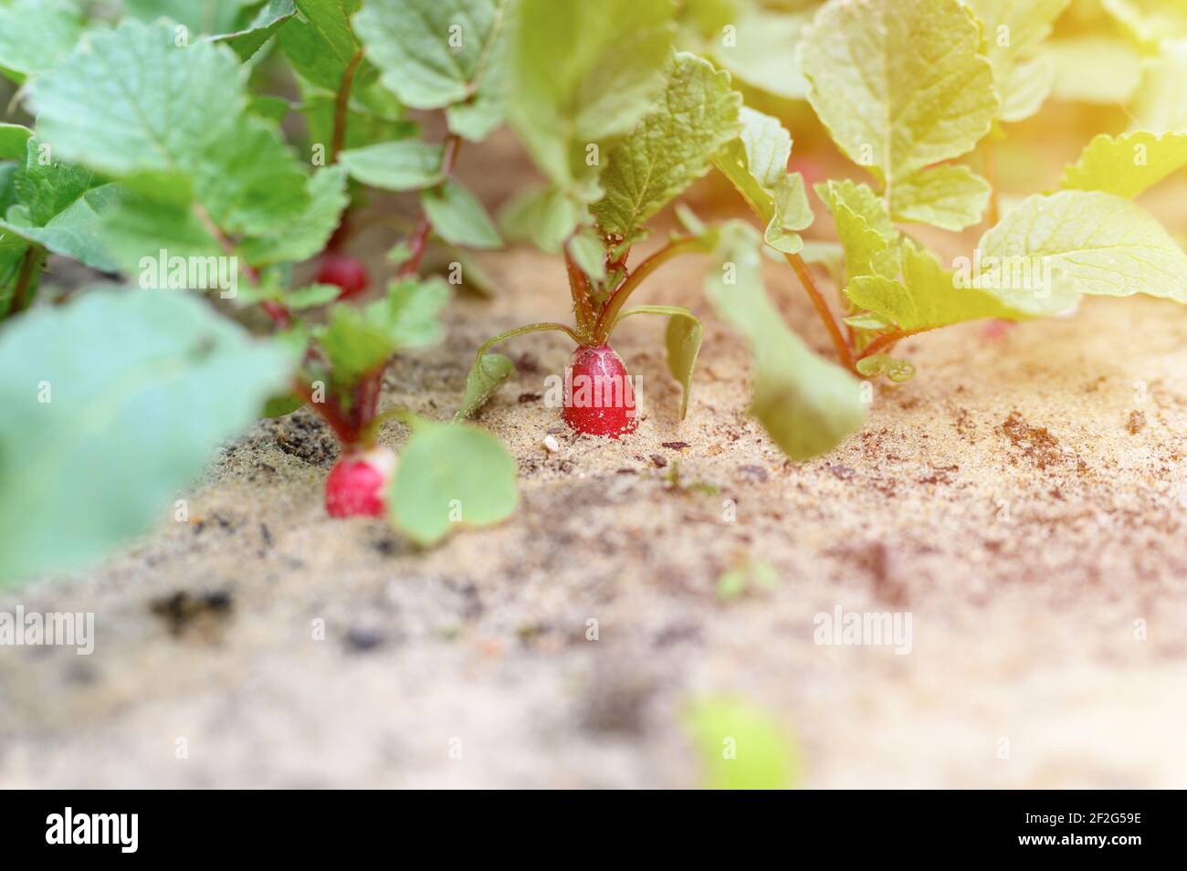 young radishes grow in a bed in the garden. organic vegetables red pink ...