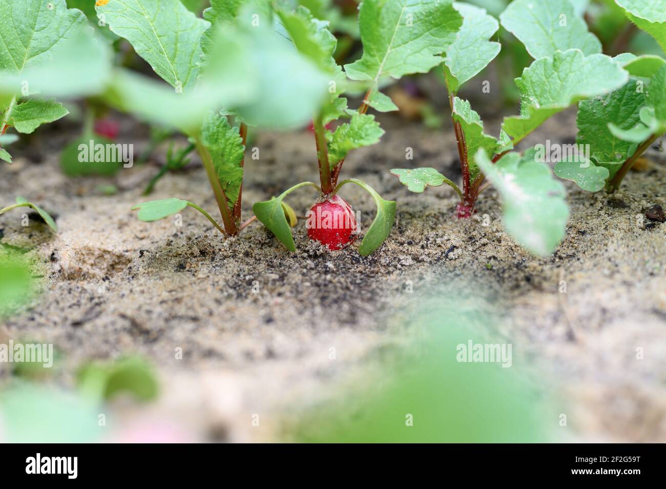 young radishes grow in a bed in the garden. organic vegetables red pink ...