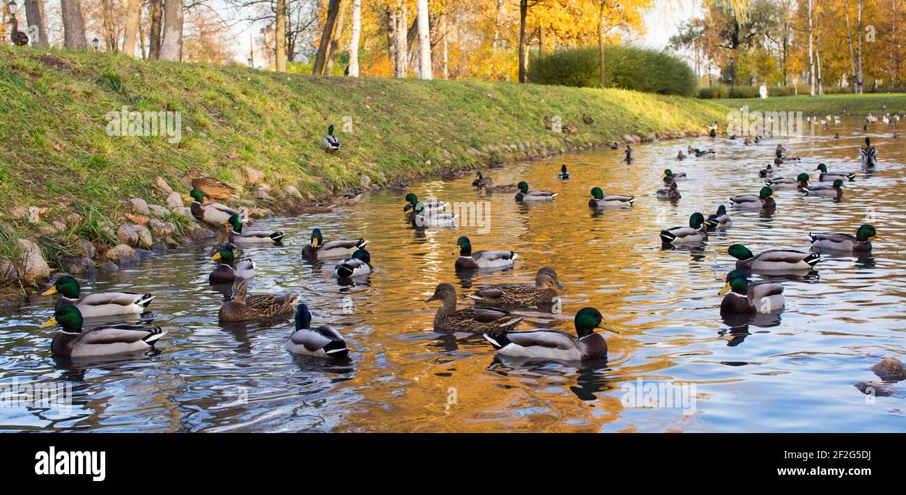 Autumn Landscape With flock of mallard ducks swim on Lake Stock Photo ...