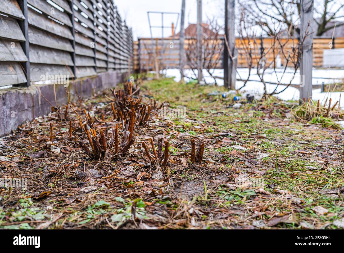 Raspberry sprouts are cut at the roots themselves in spring Stock Photo ...