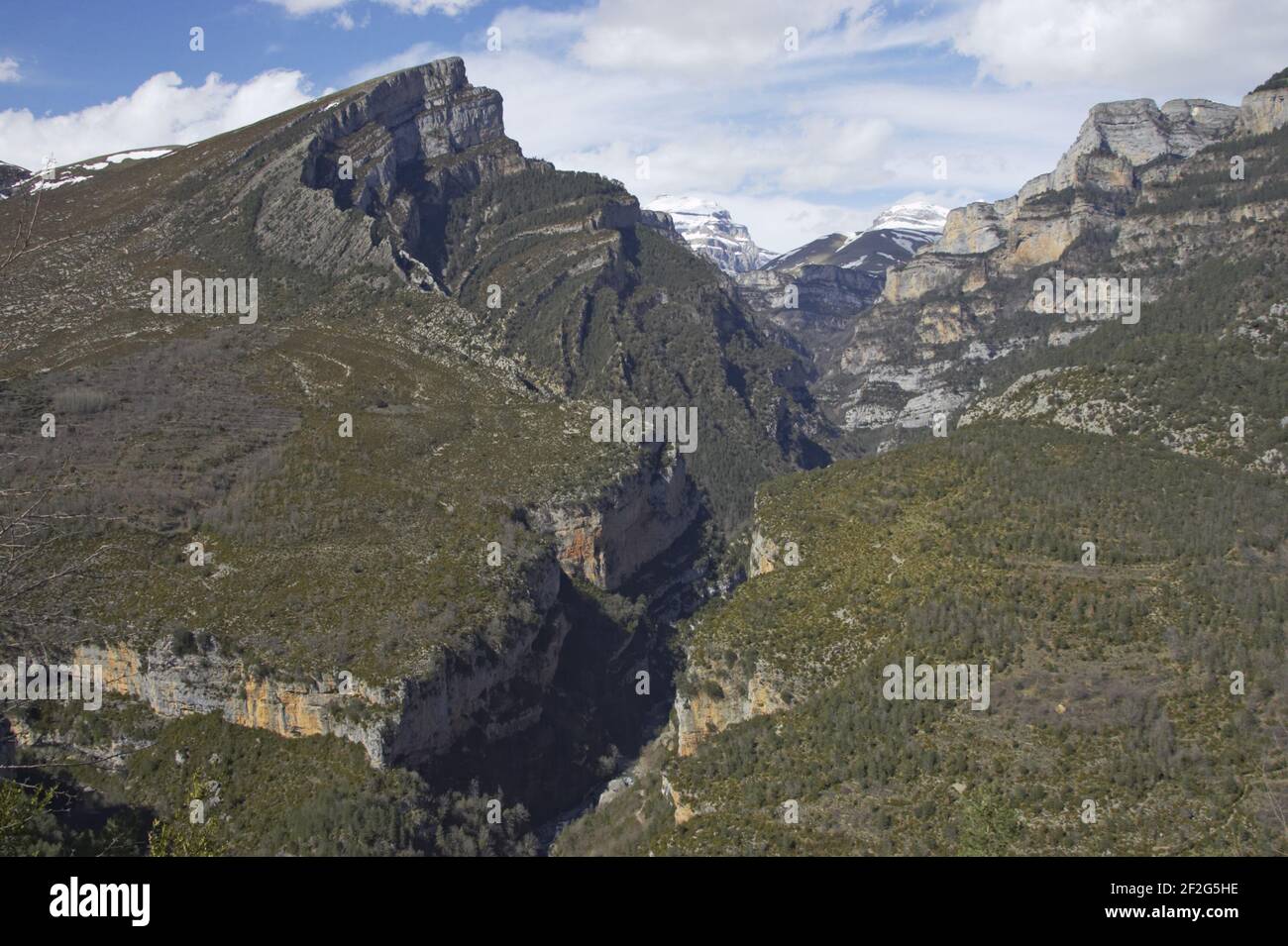 Lammergaier hi-res stock photography and images - Alamy