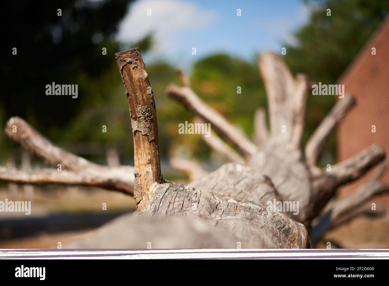A large tree stump laying outdoors Stock Photo - Alamy