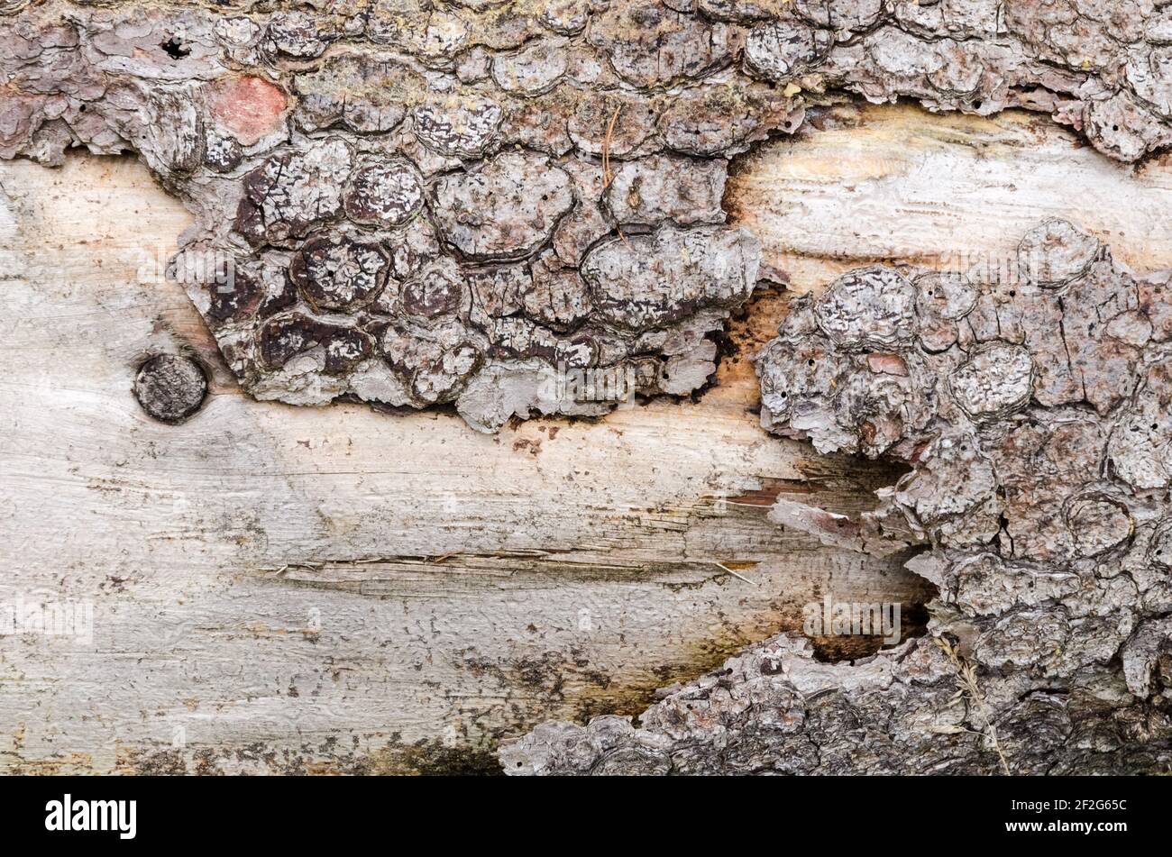 Abstract close-up of rough surface and structure of tree bark, old ...