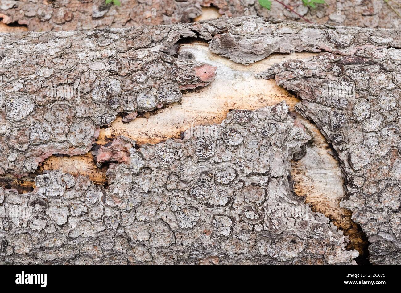 Abstract close-up of rough surface and structure of tree bark, old ...